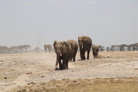 Discover Angola: A One-Week Itinerary for Families - Where To Adventure